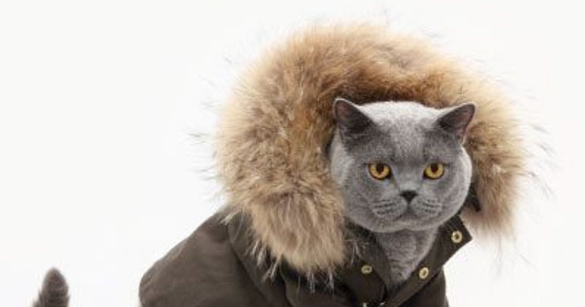 Fashion news: Cat fashion, Crystal Renn talks about weight loss, and ...