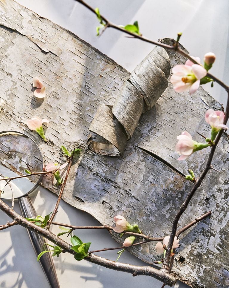 Three Reasons We Love This Birch Bark Extract Shampoo and Conditioner ...