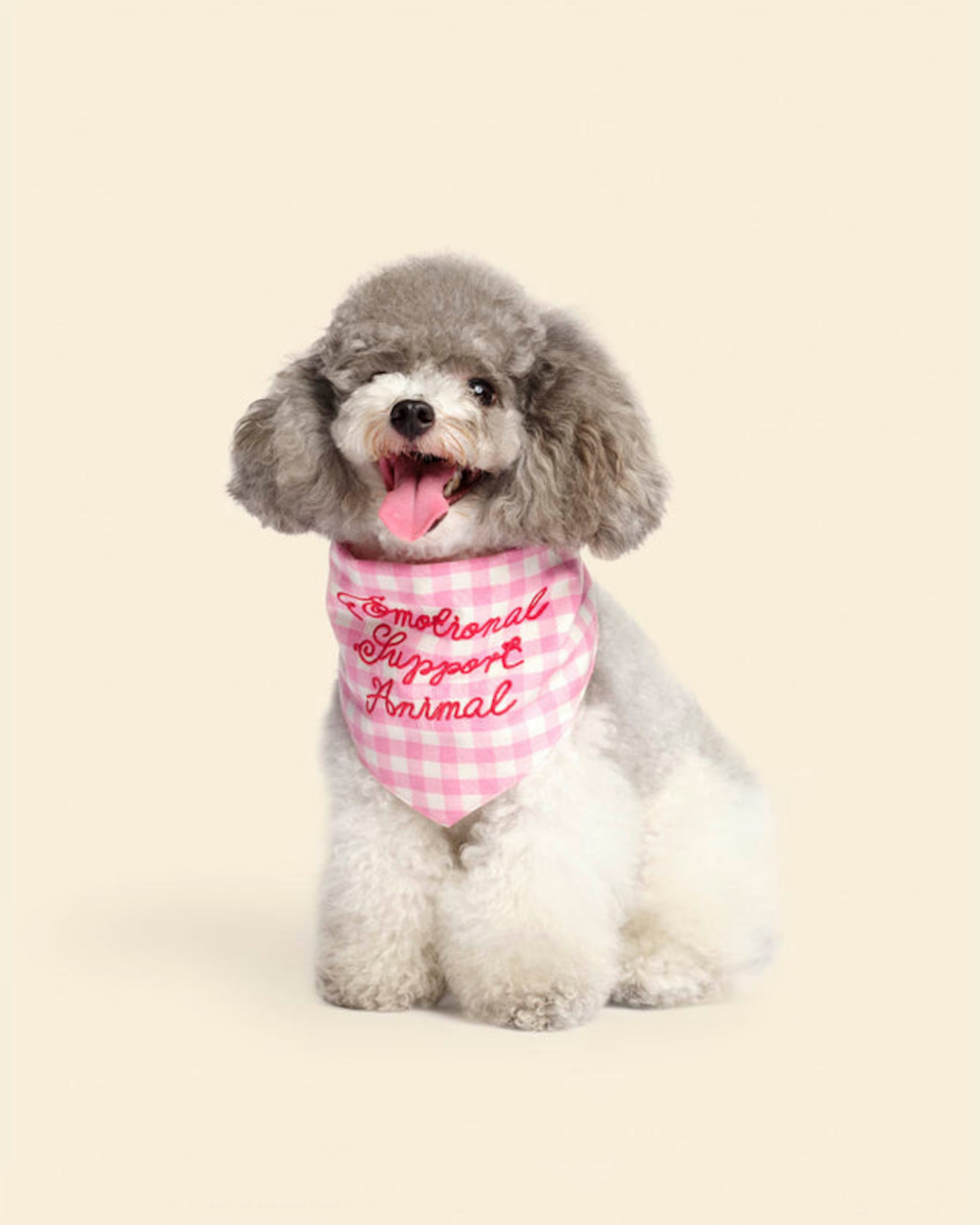 Celebrate National Dog Day with Chic Gifts for Your Favourite Pup ...